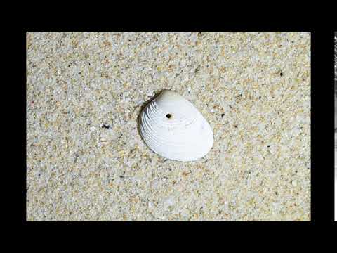 How did the shells get such perfect holes? - YouTube