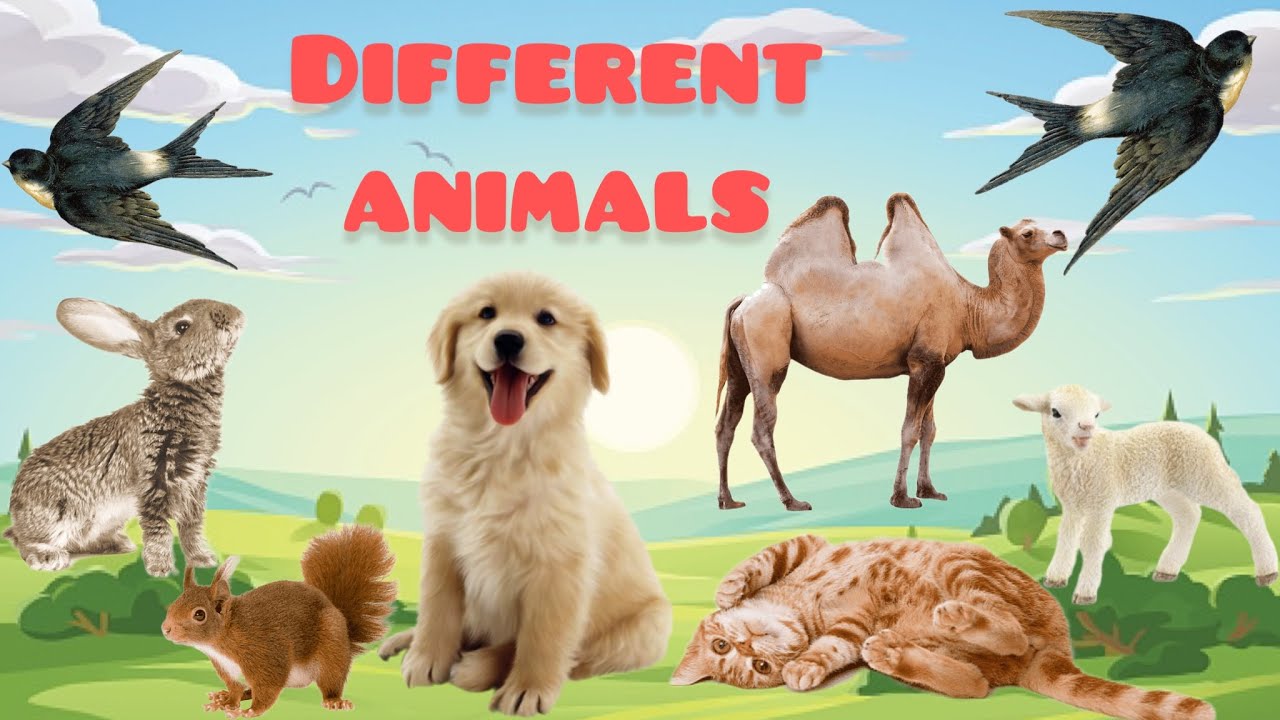 Тварини навколо нас, світ тварин : котик, білочка, пташка, баранчик ...