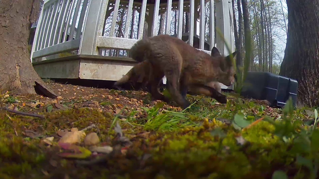 Battle Royale - Fox Pups - YouTube