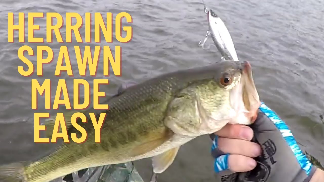 Blueback Herring Spawn | How To Fish The Herring Spawn | Bass Fishing ...