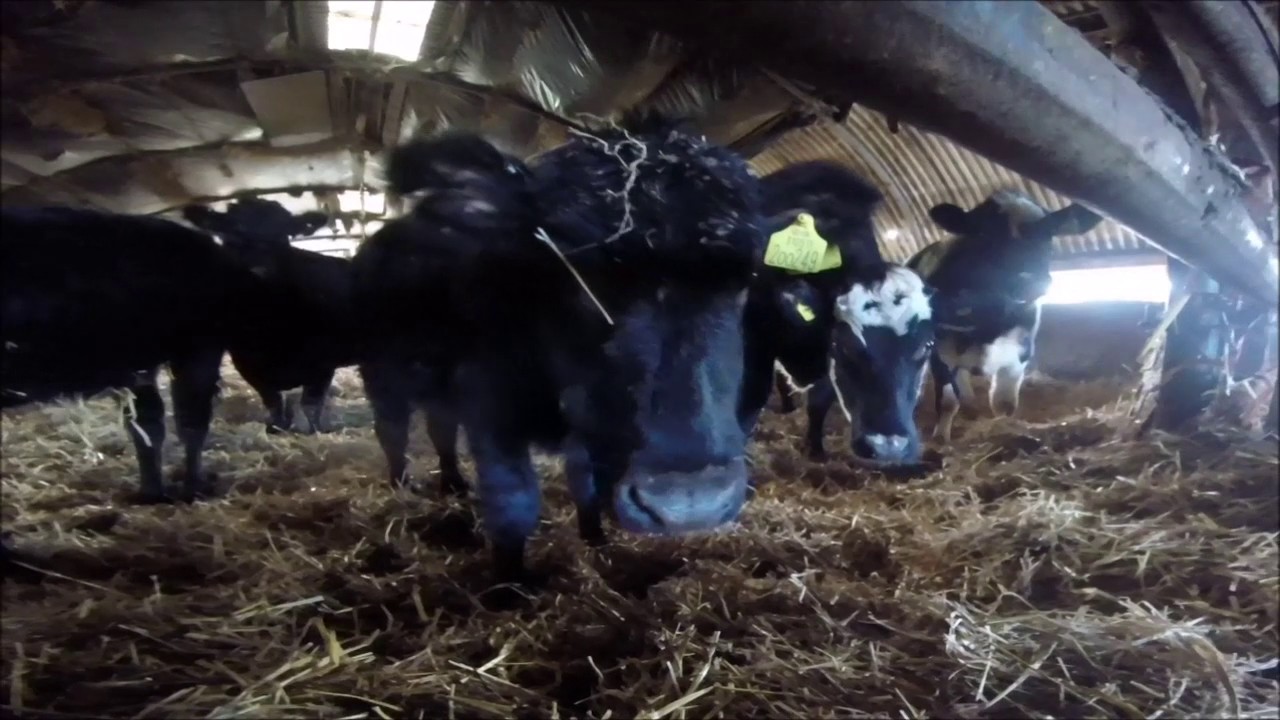 mucking out cow shed - YouTube
