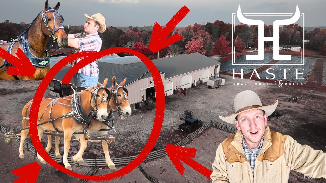 Step Inside Our Barn: NEW Draft Cross Horses and Draft Mules for Sale ...