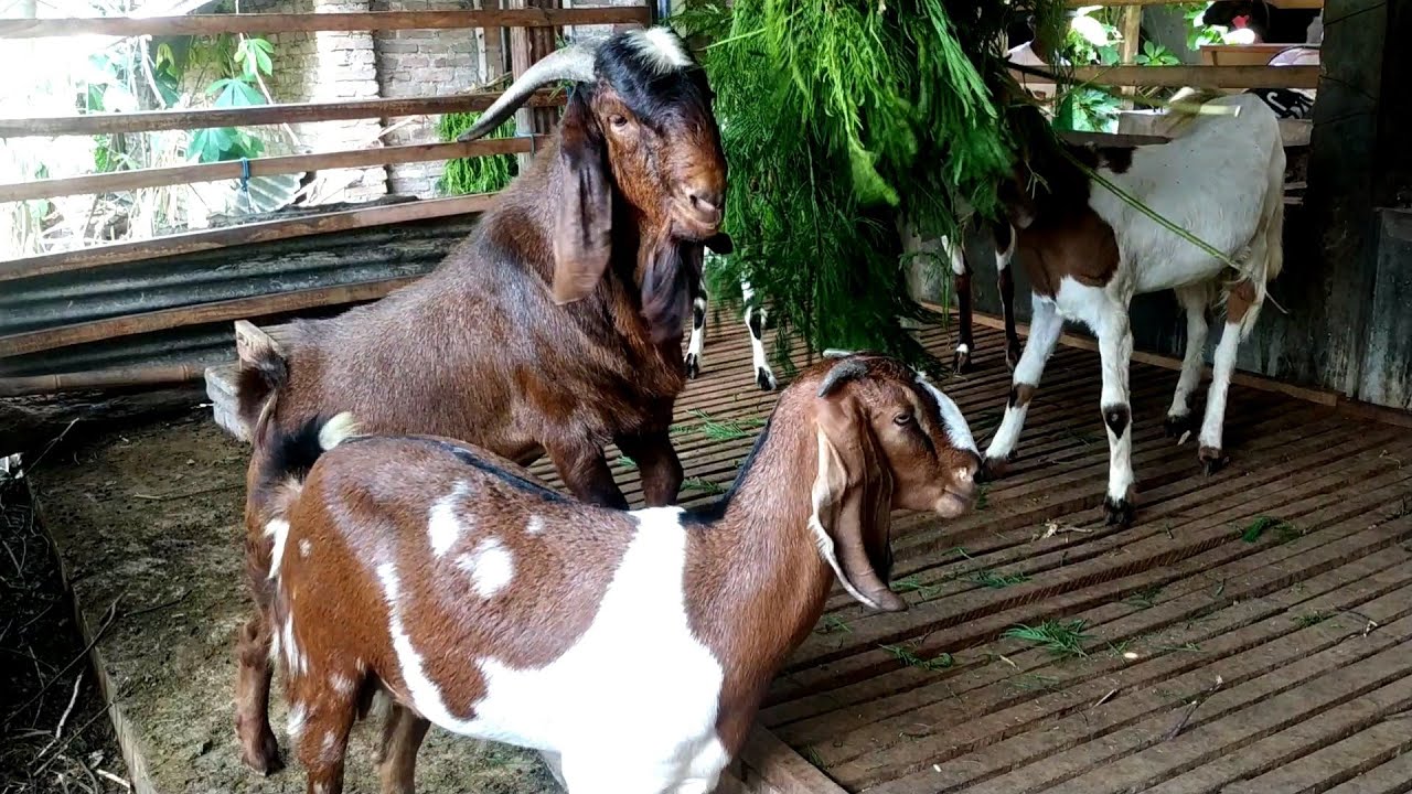 How to farming mass goats of Boer type in colony | Boer Goat Farm in ...