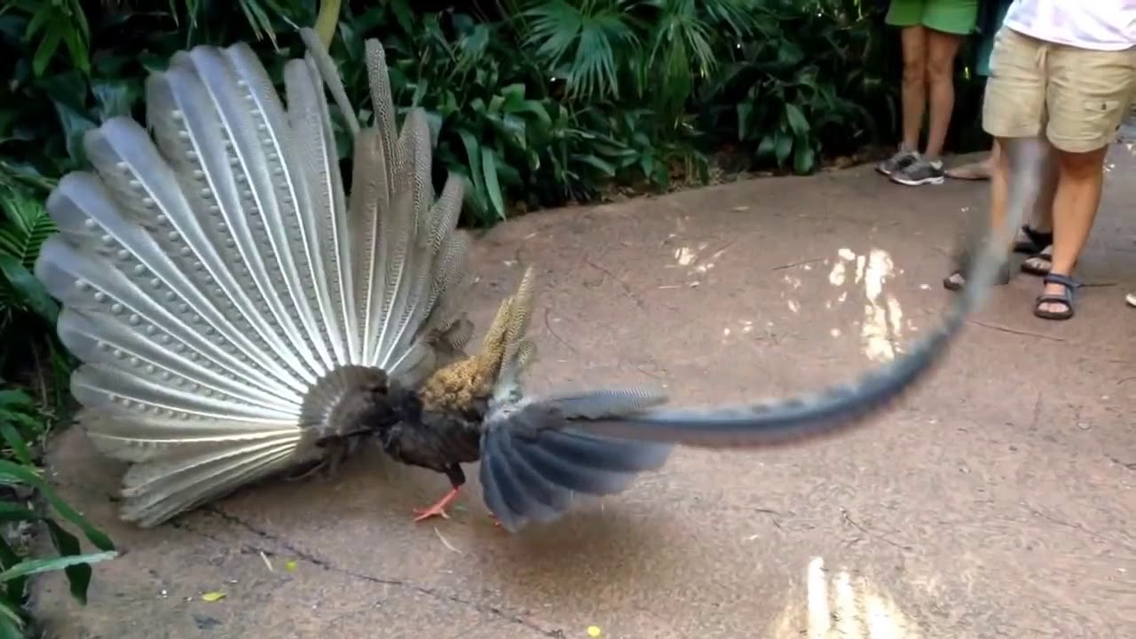 Great Argus Pheasant Mating Dance argusianus argus HD - YouTube