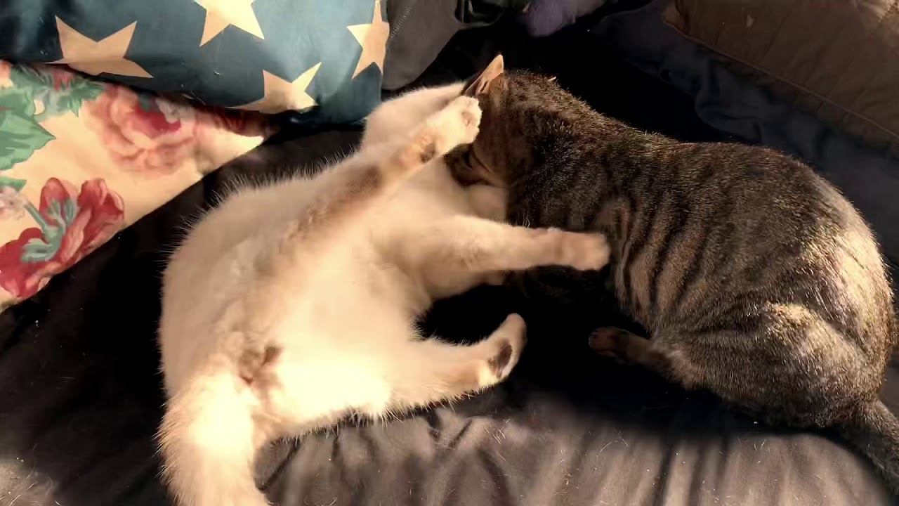 MMA cats! Milly vs Percy - YouTube