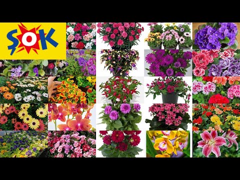📢ŞOK MARKETTE ŞOK GÜZELLER📢 BİRBİRİNDEN GÜZEL BAHAR  ÇİÇEKLERİ
