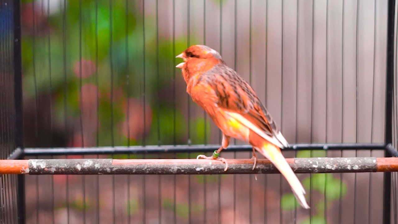 #12 Dijamin Langsung Respon Kenari yang Diam Langsung Bisa Gacor ...