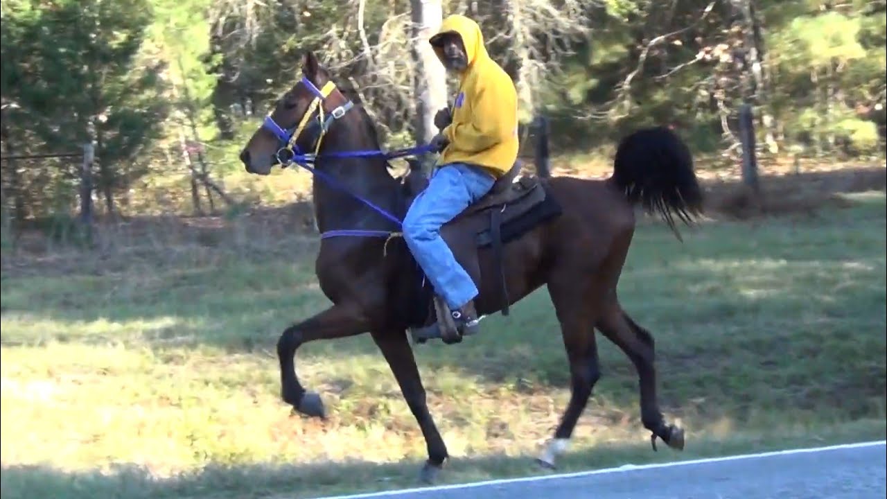 Best Dressed Horse Contest at Domino Memorial Trail Ride - YouTube