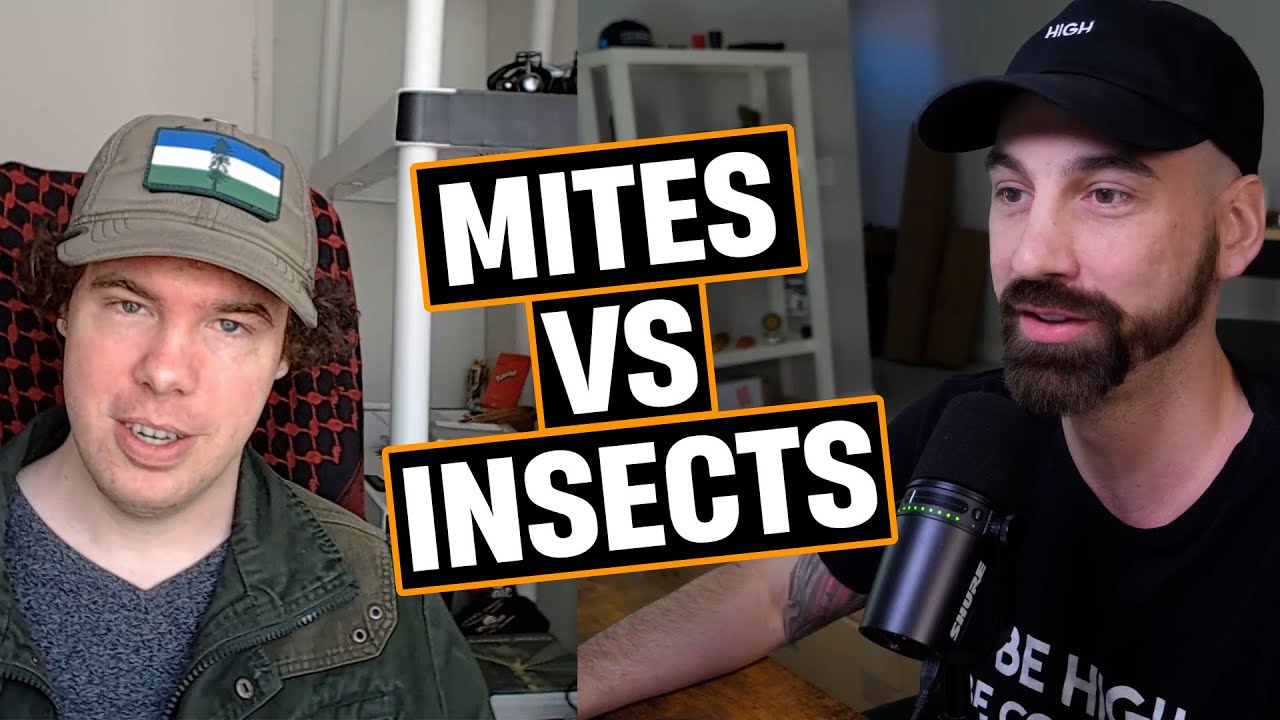 What’s The Difference Between Mites & Insects? - YouTube