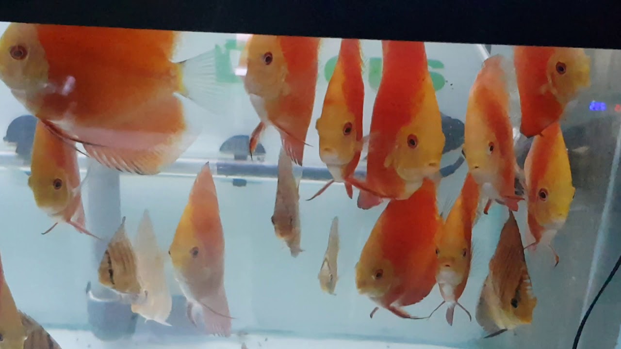 Red golden diamond discus and mosaic turquoise/red snake - YouTube