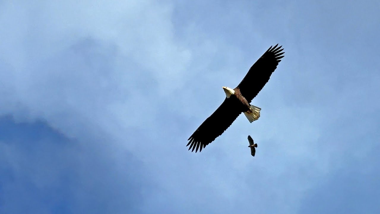 Soaring Eagles, Hawks and Crows – Dungeness Levee Walk with Skye - YouTube