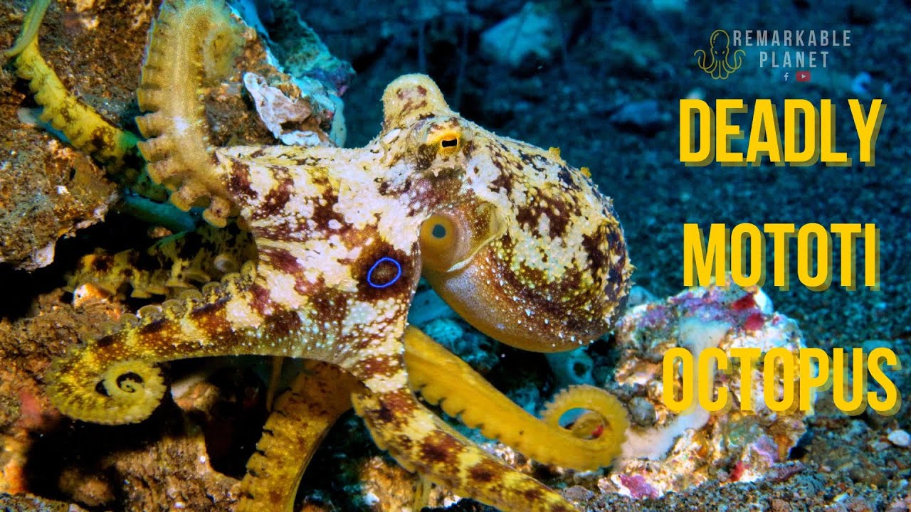 Mototi Octopus (Rare and Deadly) - YouTube