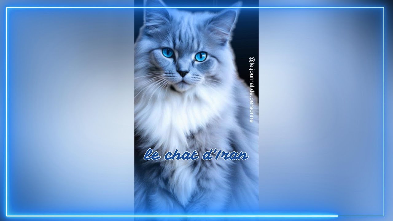 LE CHAT D'IRAN - YouTube