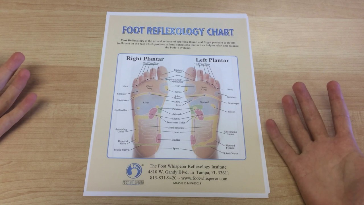 Downloadable Reflexology Charts - YouTube