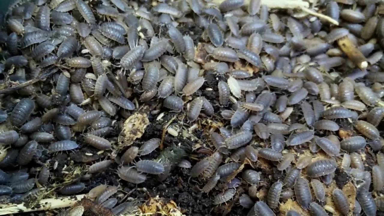 Pissebedden in de compost - YouTube