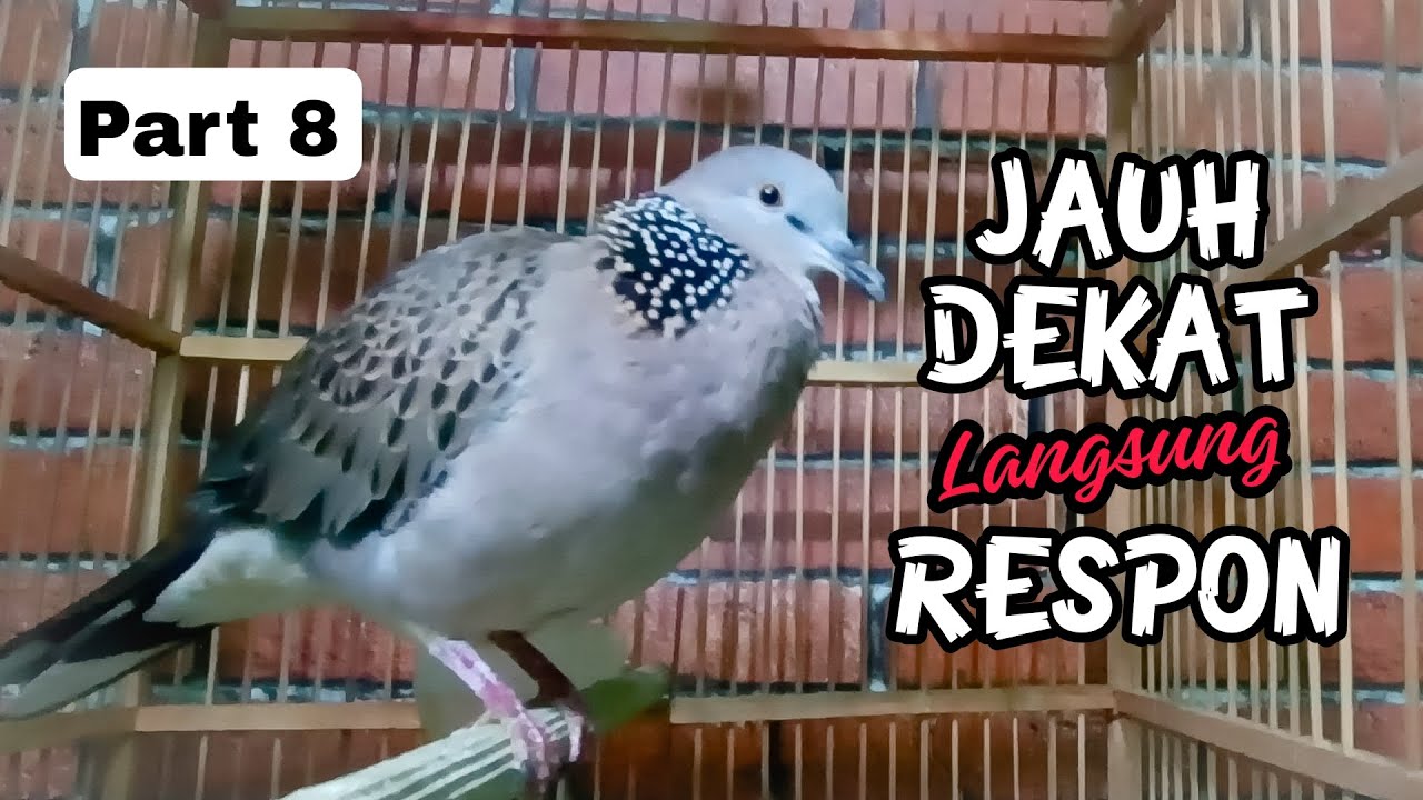 Burung Derkuku Master Gacor Kuk 2 ‼️ Jauh dekat jaminan langsung RESPON ...