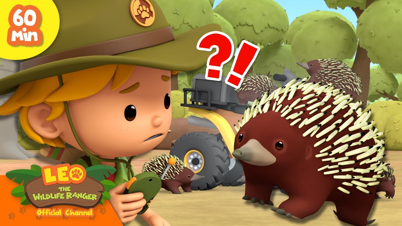Female Echidna leads the Group! 🦔 | Leader Animals | Leo the Wildlife ...