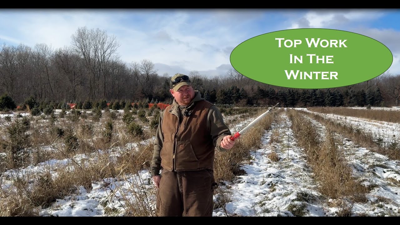 Spruce Leader Management: Essential Care for Christmas Tree Farming ...