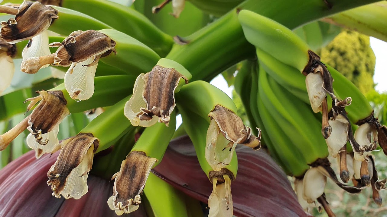 Tasting BANANA Nectar From Young FRUIT - YouTube