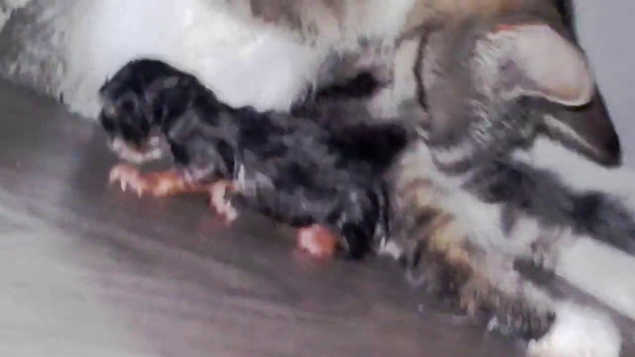 Naissance de mes chaton - YouTube