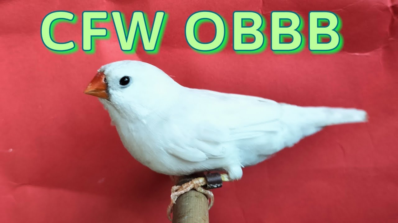 CFW OBBB Zebra Finch - YouTube