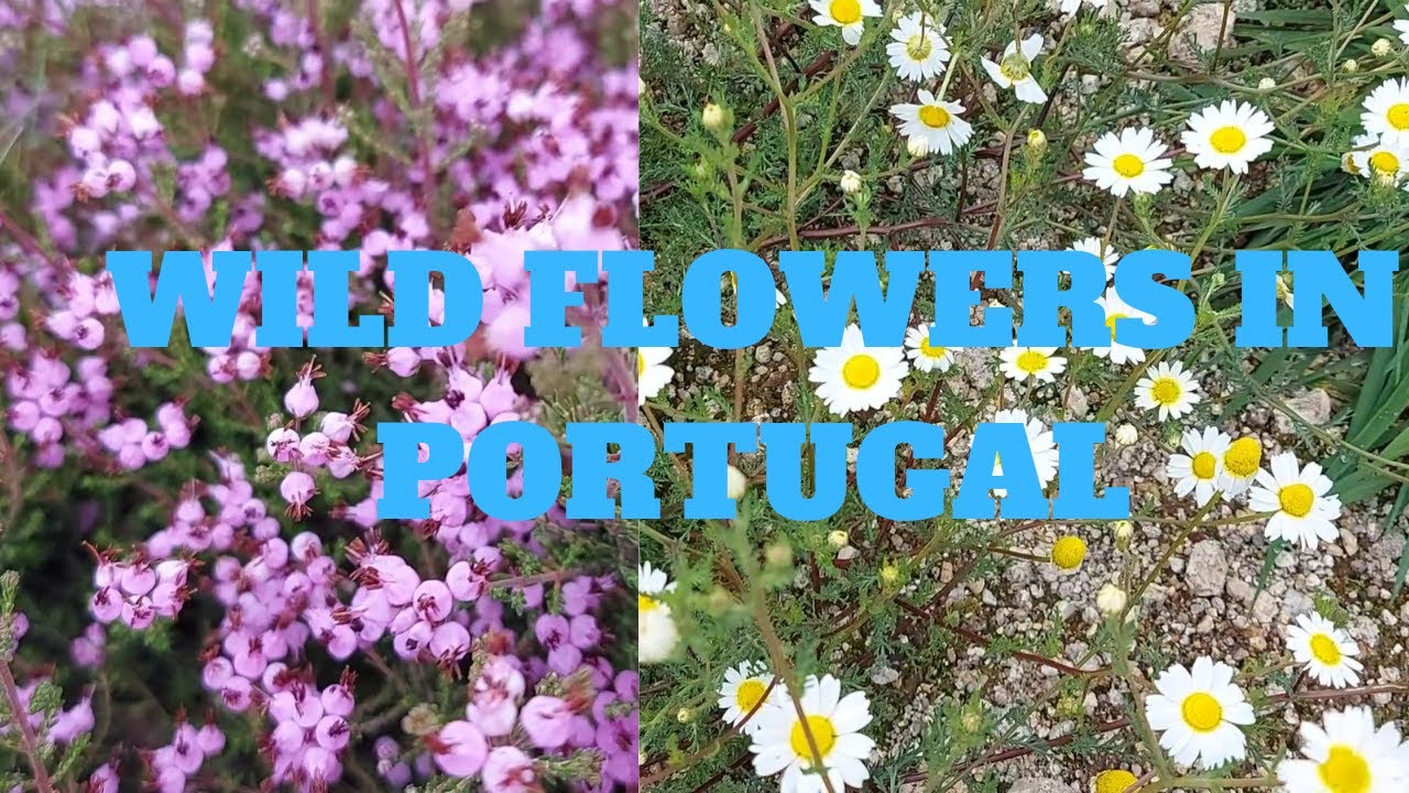 WILD FLOWERS IN PORTUGAL|FLORES SILVESTRES EM PORTUGAL|Maddy O. Vlog's ...