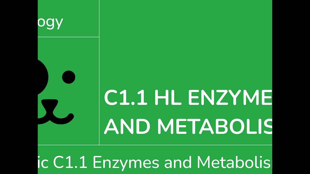 C1.1 HL Enzymes and Metabolism [IB Biology HL] - YouTube