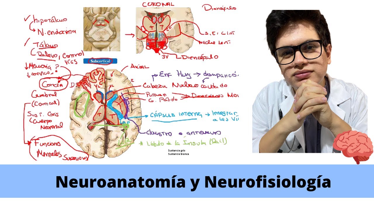 Introducción a la Neuroanatomía y Neurofisiología - El video que ...