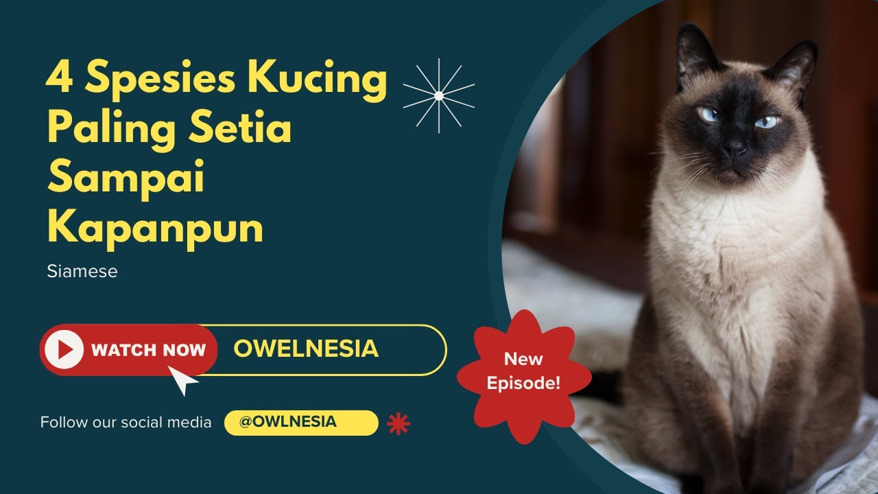 4 Spesies Kucing Paling Setia Sampai Kapanpun - YouTube