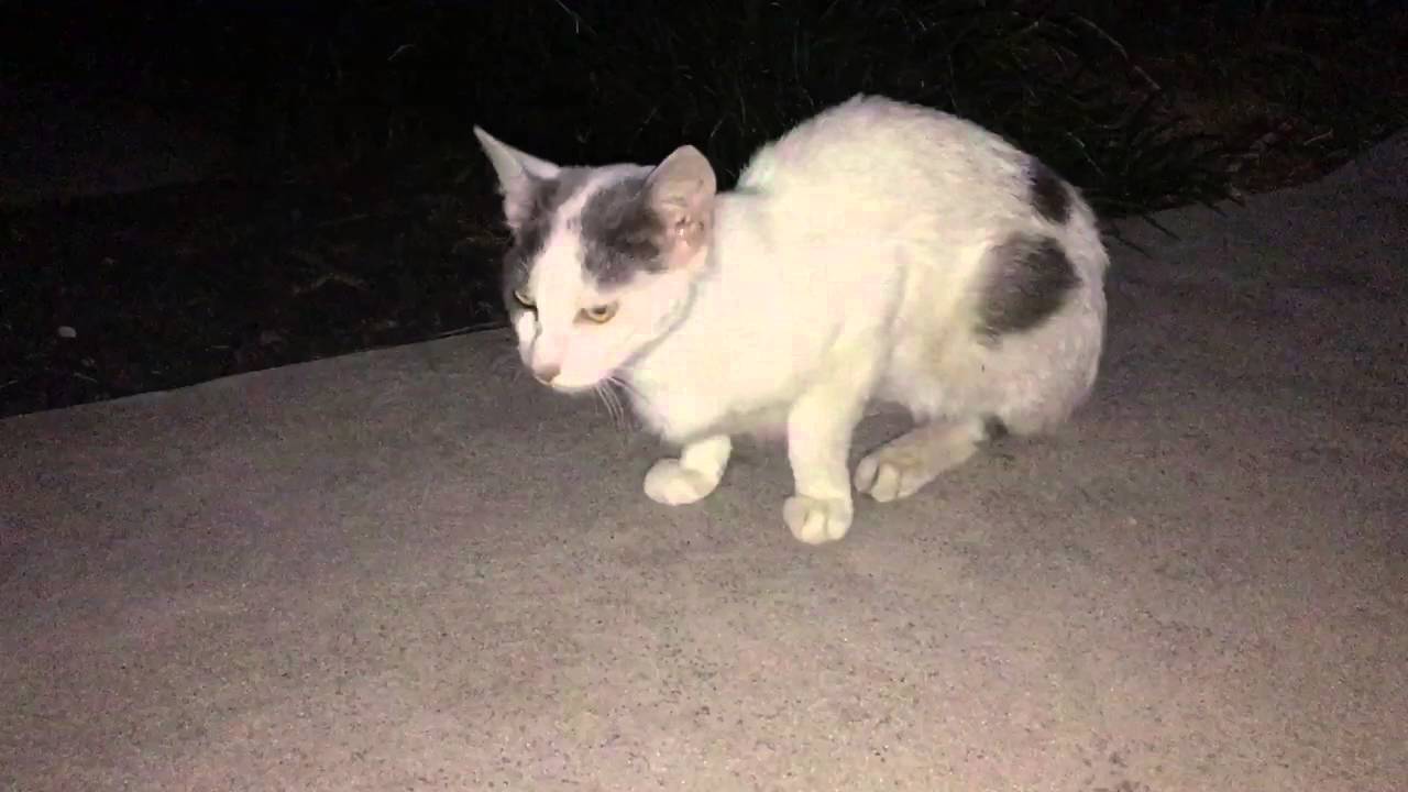 Gato por explotar - YouTube