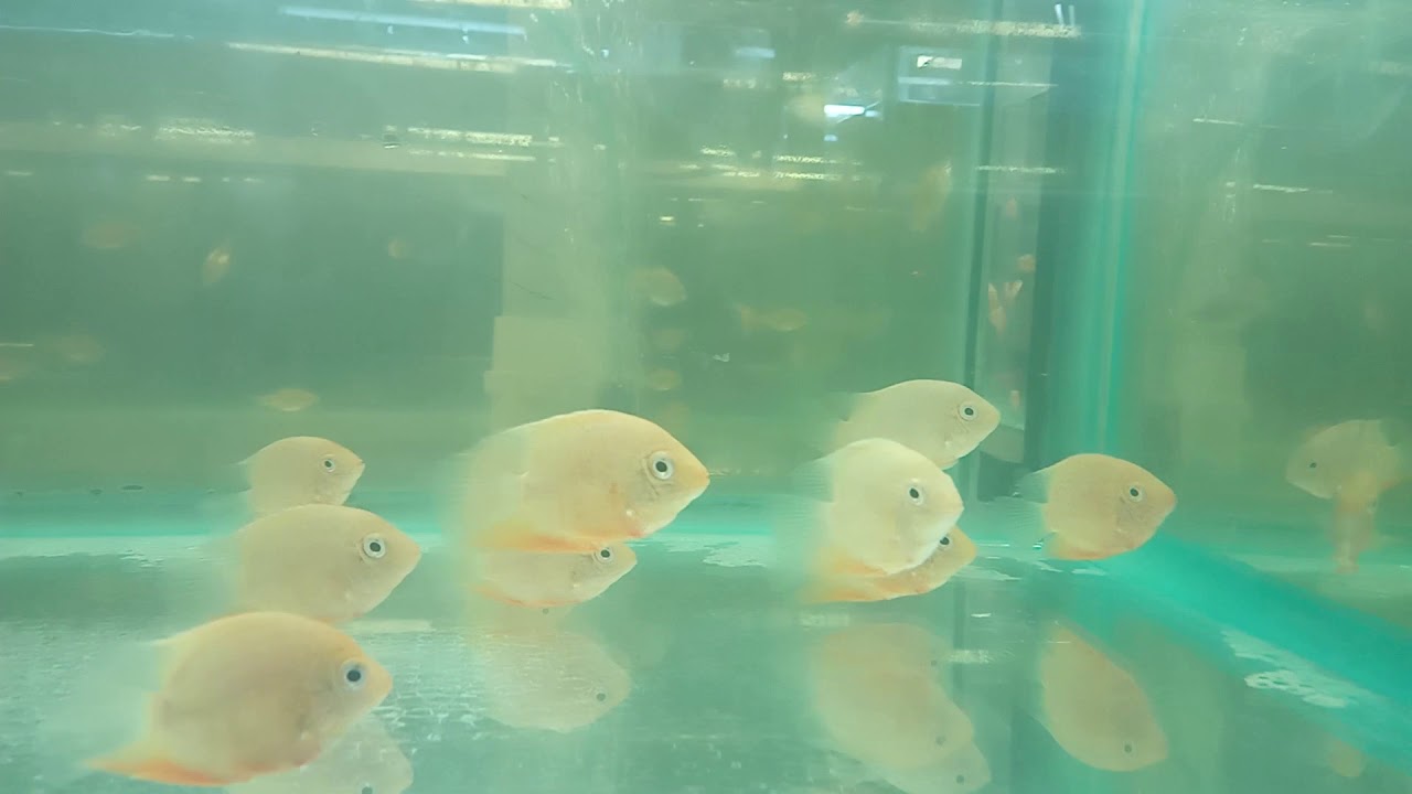 ইয়েলো সবার yellow Sagara fish - YouTube