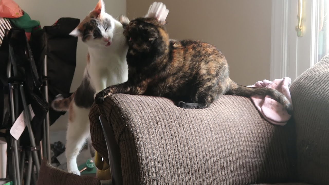 Crazy playful cats - YouTube