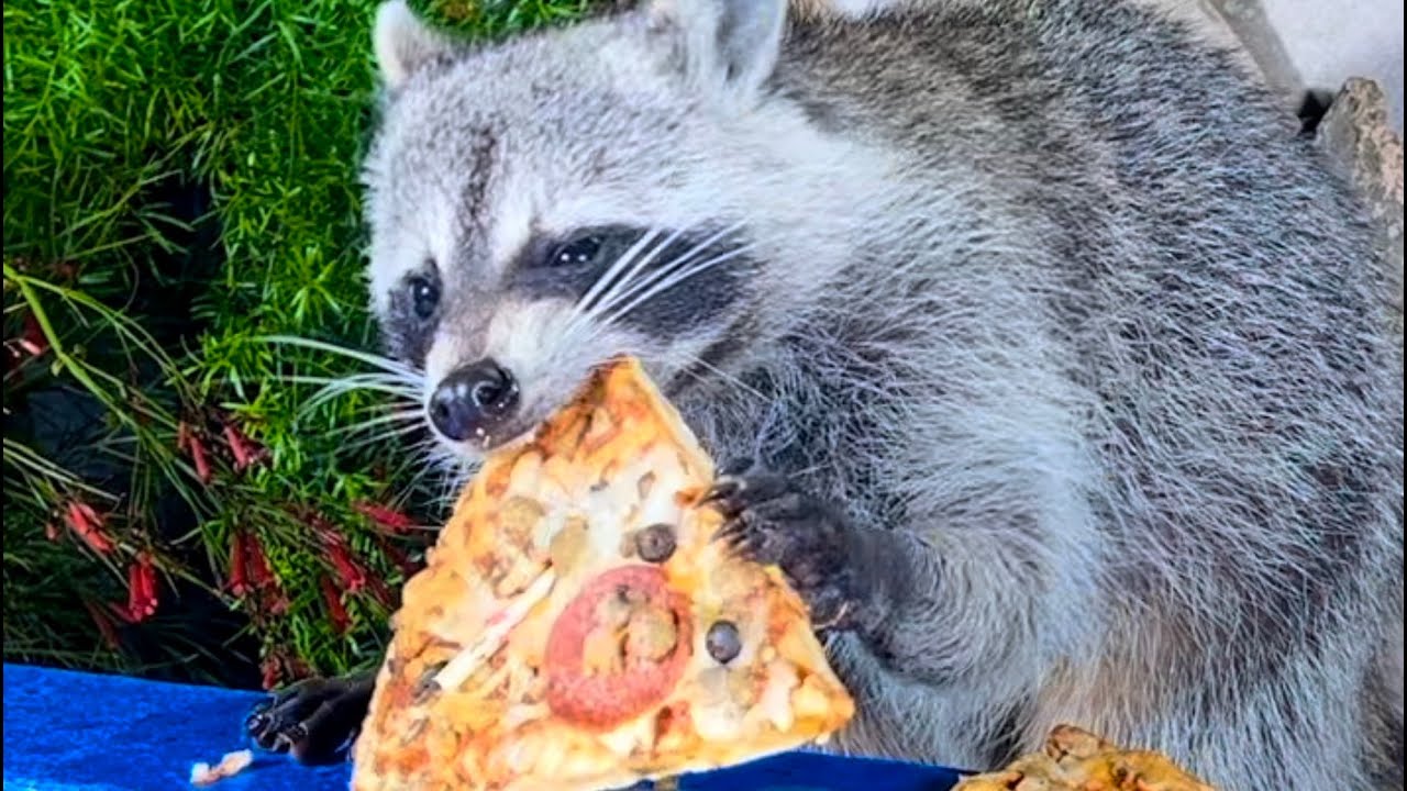 Raccoons are Stealing My Pizza | Funny Taste Test - YouTube