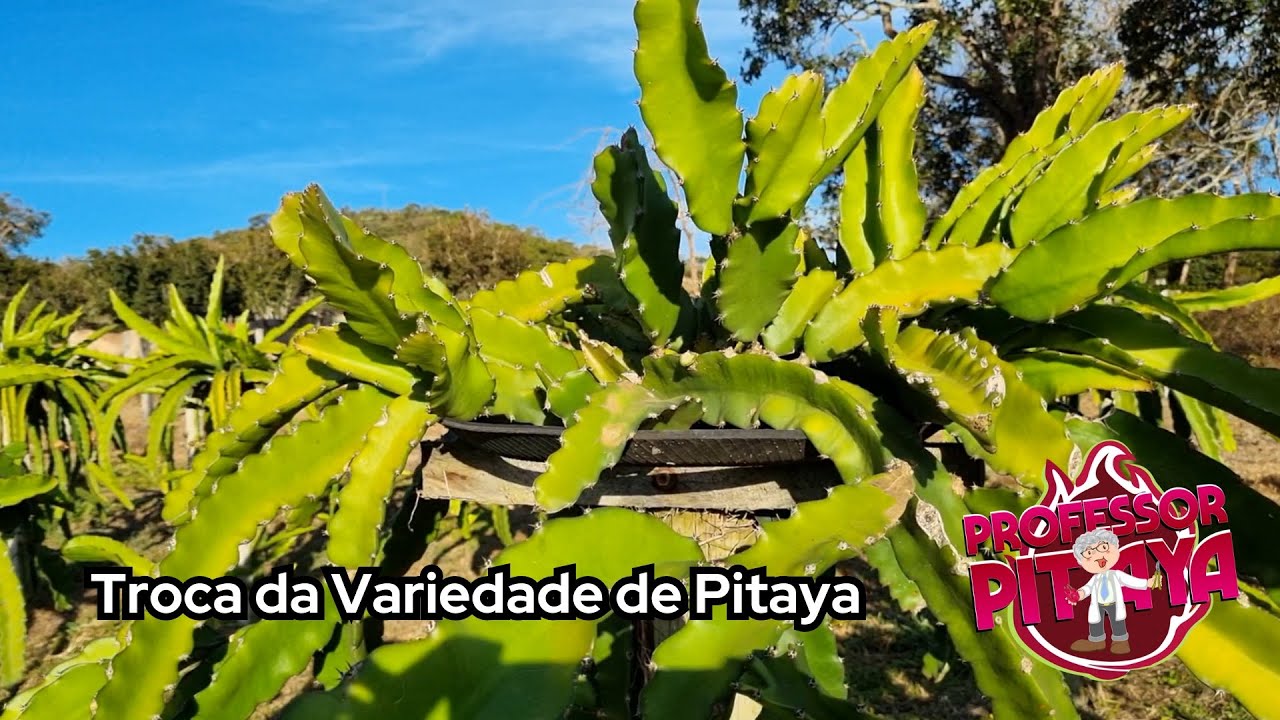 119) Troca da Variedade de Pitaya. - YouTube