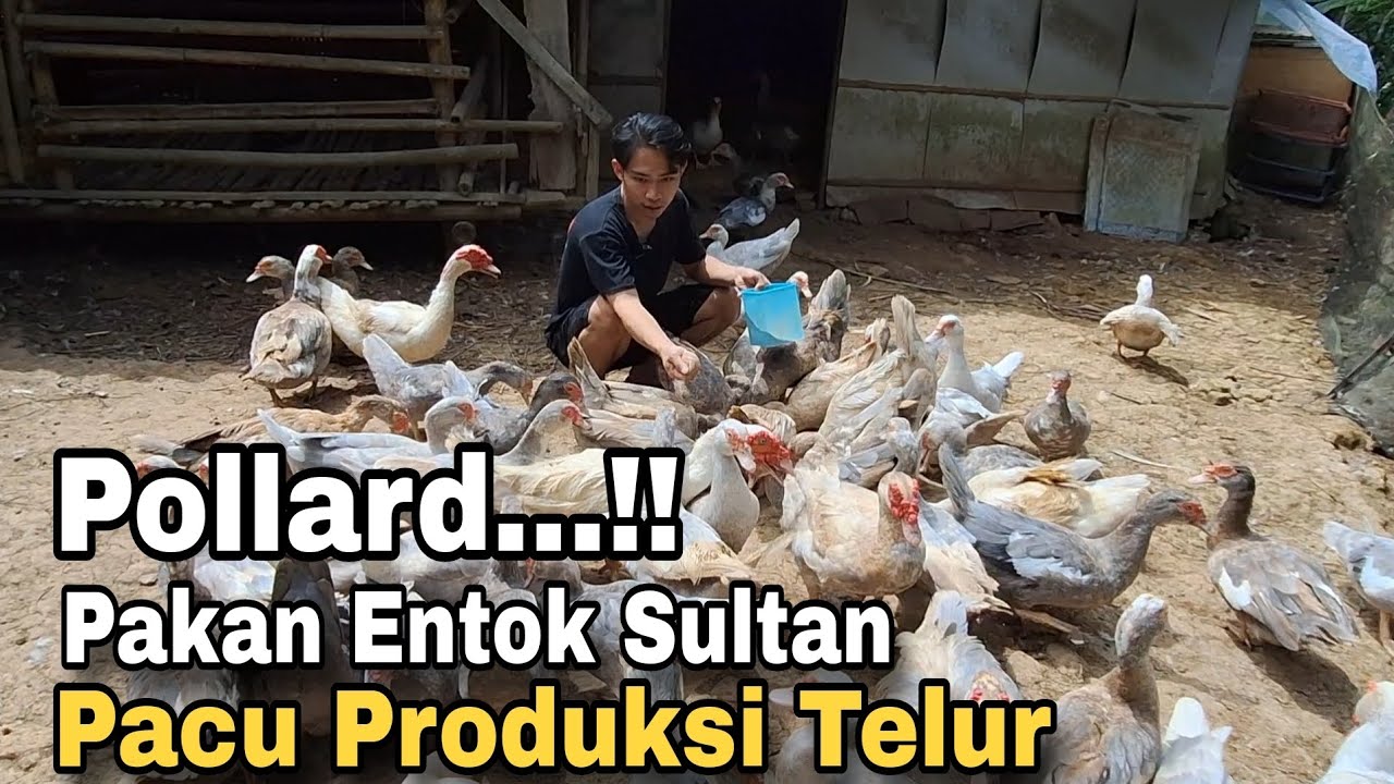 Pollard || Pakan Entok Irit Pacu Produksi Telur - YouTube