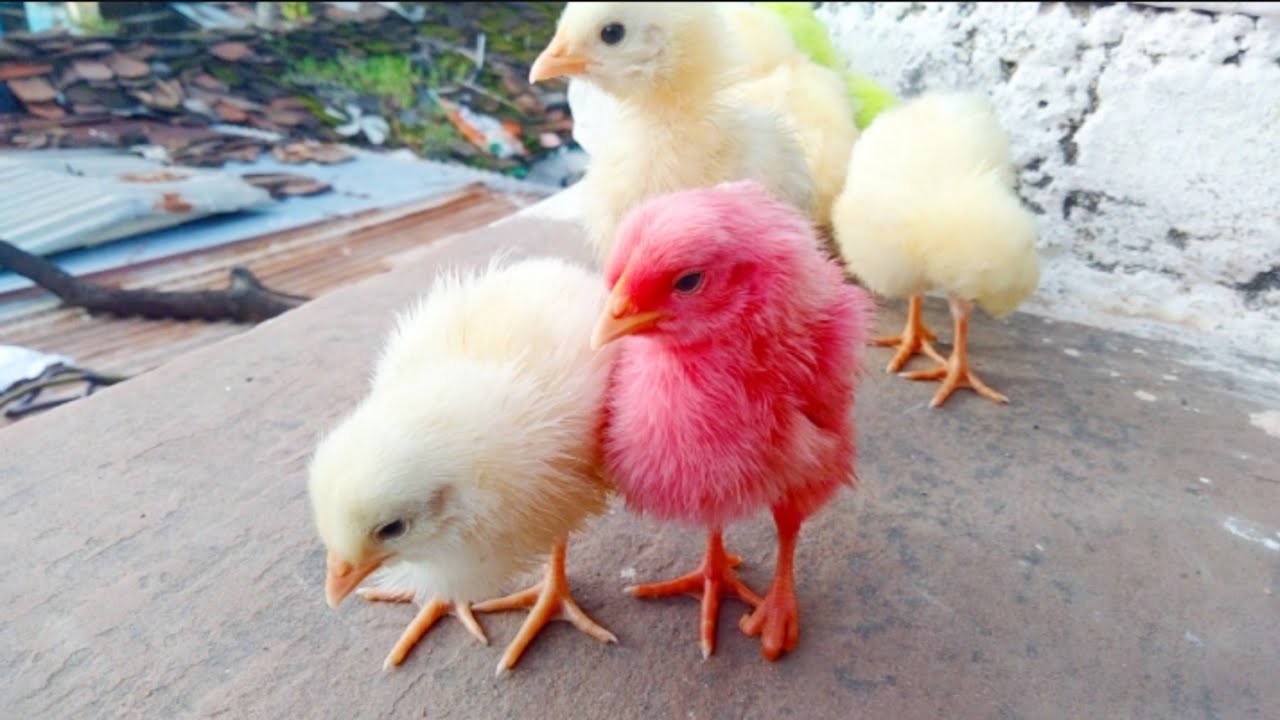 Big sound of Hen kids || Baby chicken sounds - मुर्गी के बच्चे की आवाज ...