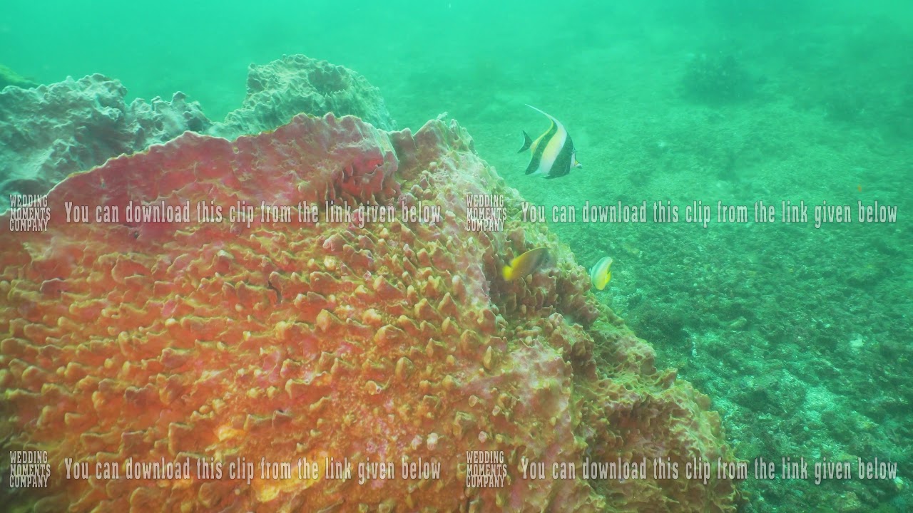 Coral reef and tropical fish. Bali,Indonesia. - YouTube