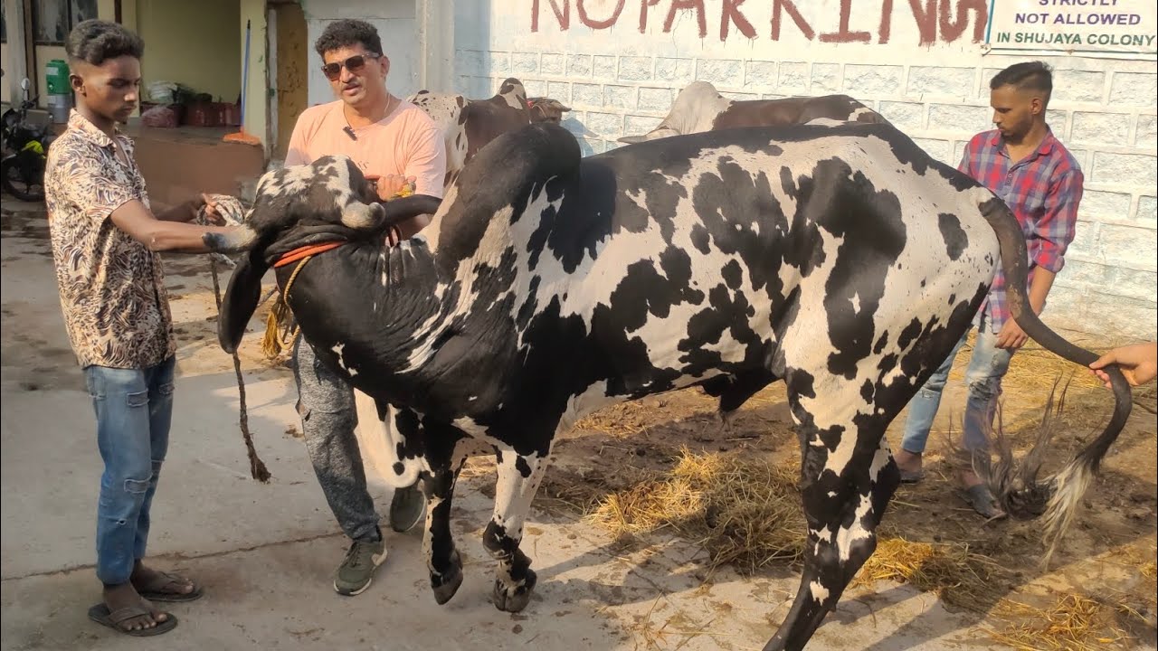 colourful deoni bulls in Hyderabad Santosh Nagar | MashaAllah cattle ...
