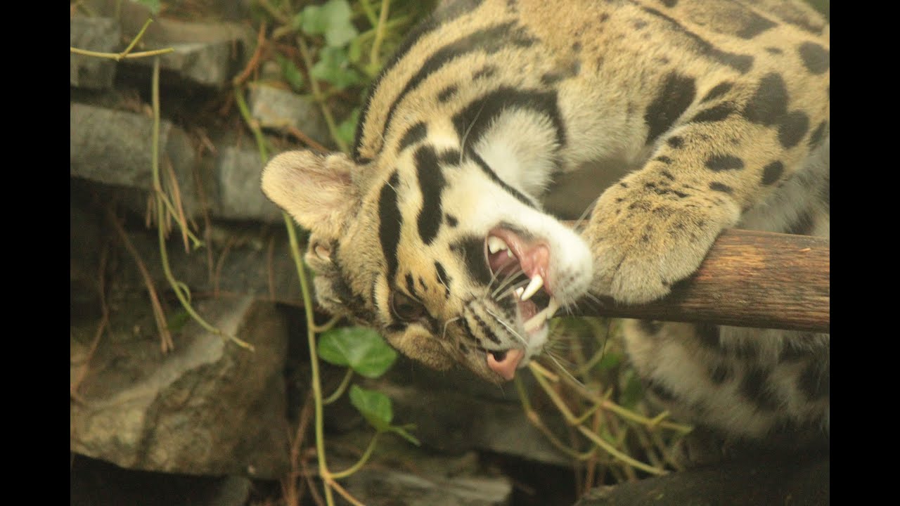 Nevelpanters / Clouded leopards : Olmense ZOO - YouTube