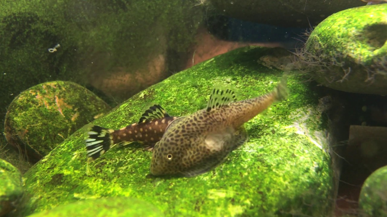 美丽腹吸鳅 VS 贵州爬岩鳅 Gastromyzon scitulus VS Beaufortia kweichowensis - YouTube