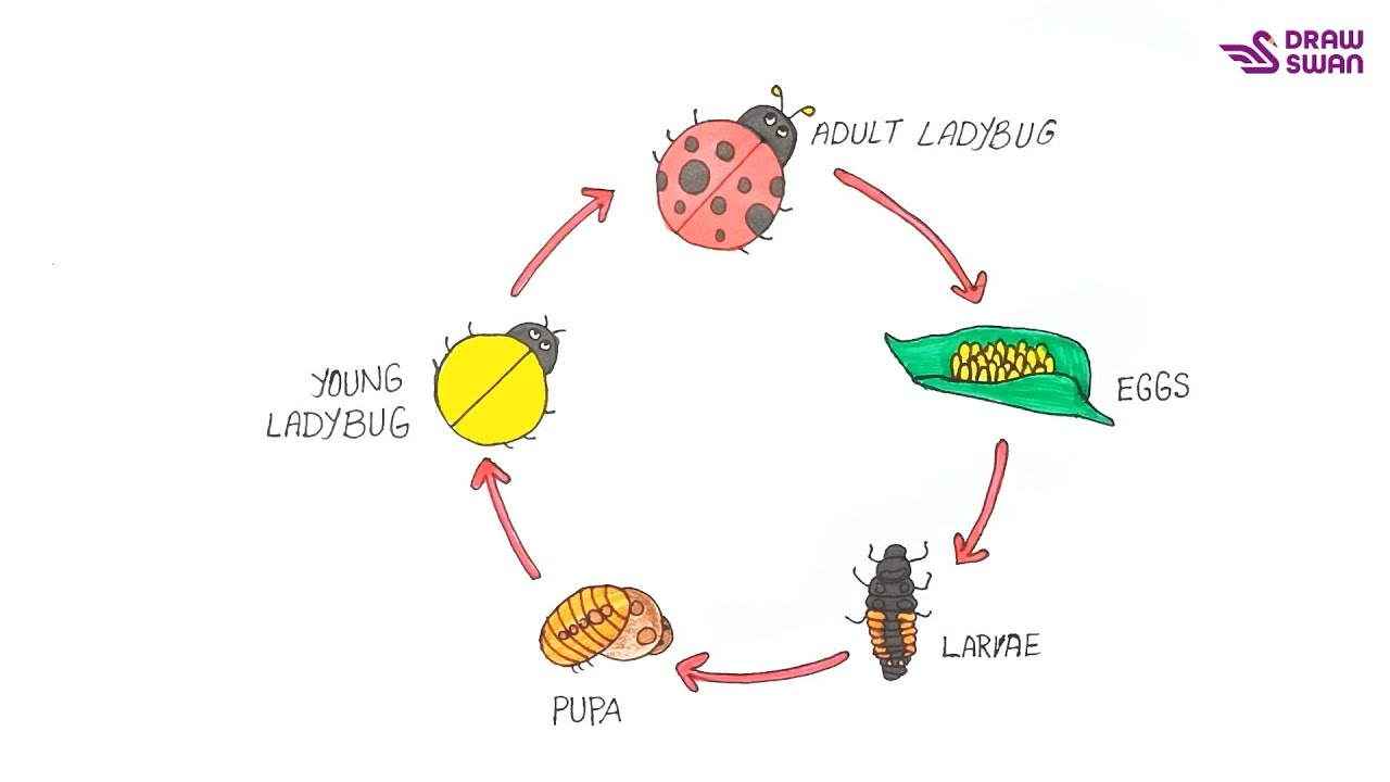 How to draw and label the life cycle of a ladybug - YouTube