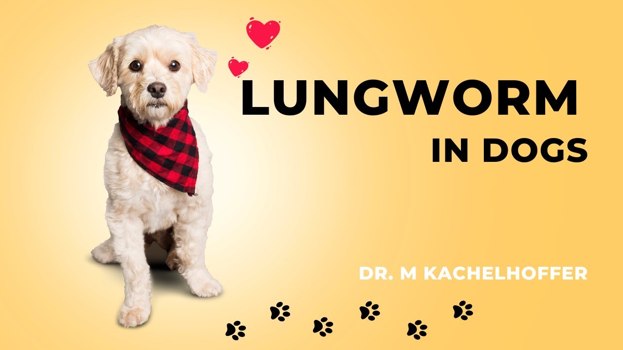 Understanding Lungworm in Dogs - YouTube