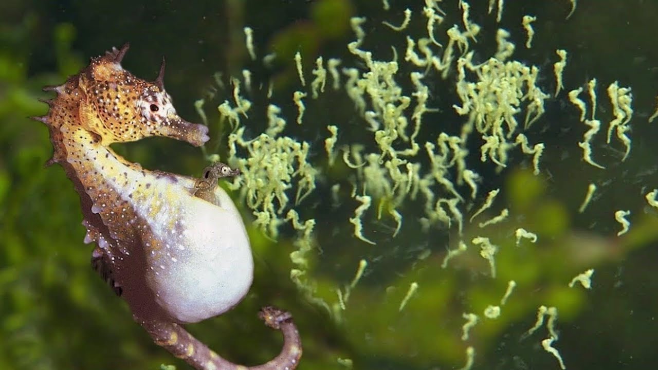 The Life Cycle of Seahorses | Modern Cultivation and Production of ...