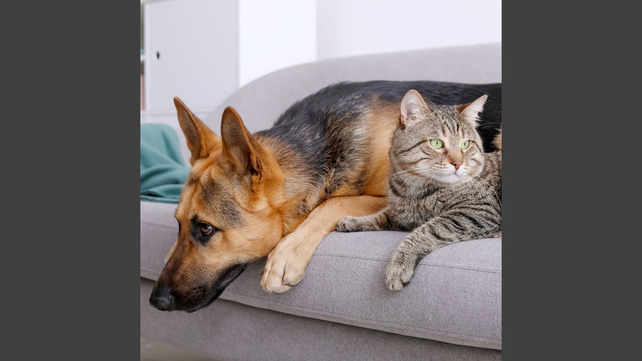 Pets Enjoying Zen Relaxation Retreat - YouTube Music