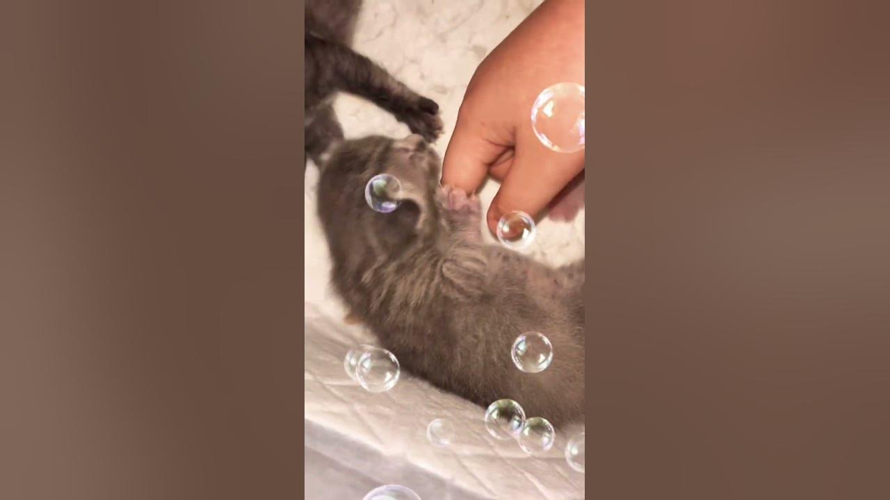 #luna when she was a little baby pet by my baby bro 😎 #luna#cat#PetsOfTikTok#pets#funny # ...