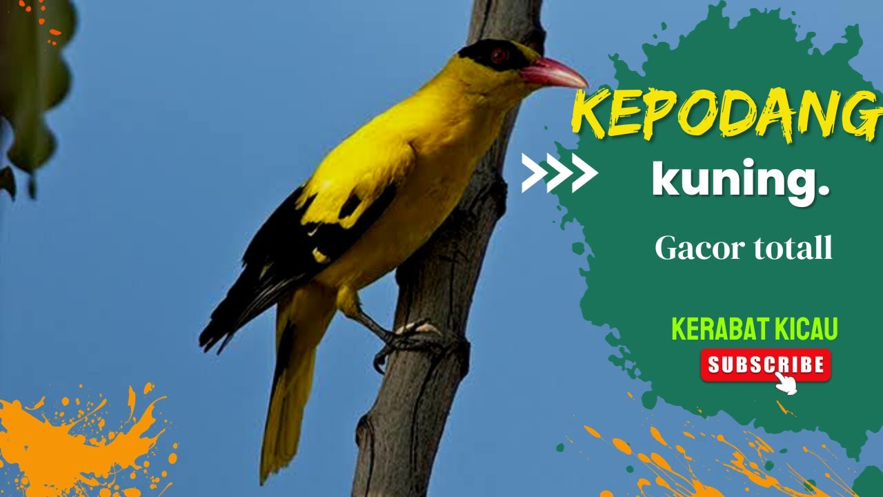 Masteran Kepodang Emas Gacor - YouTube