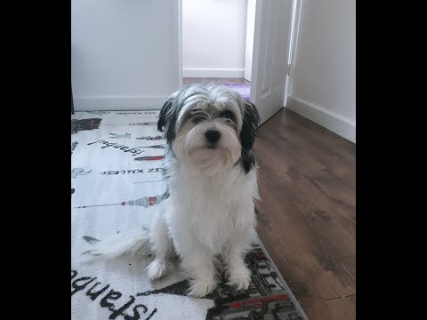 Köpekler nasıl yikanmali / Banyo zamanı / Köpek banyosu