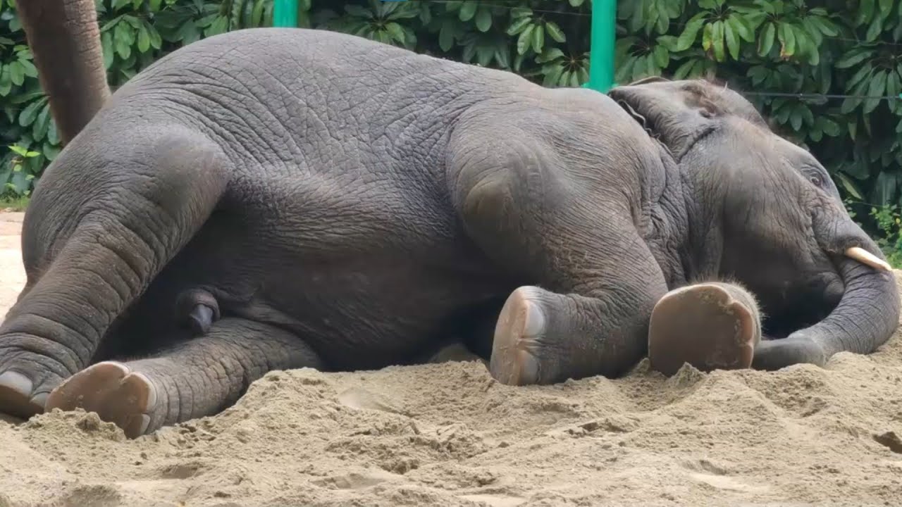 Animal World | Life of Rhinoceros, Elephant, Crane, Deer, Goose ...