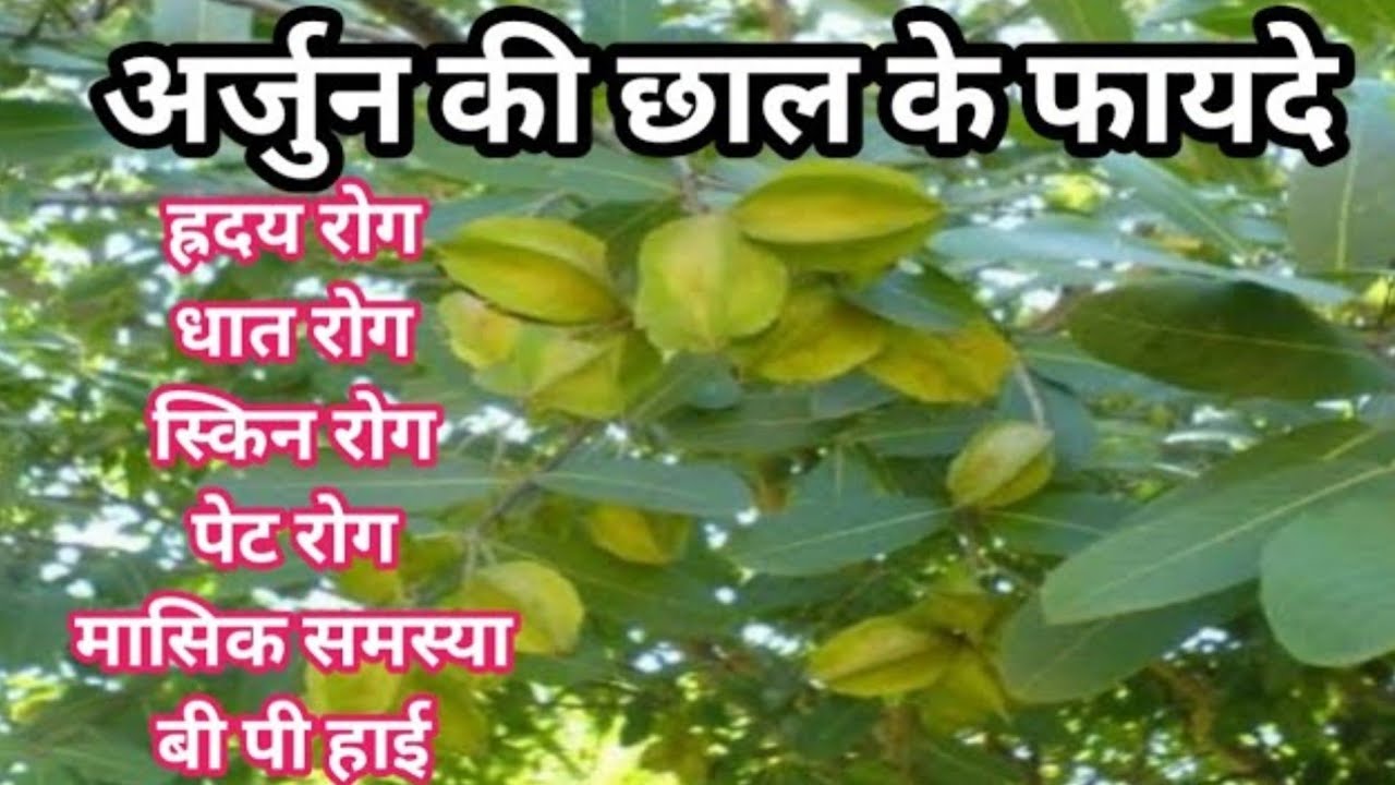 अर्जुन की छाल के फ़ायदे। Benifits of Arjun Chaal। हार्ट प्रॉब्लम्स ठीक ...