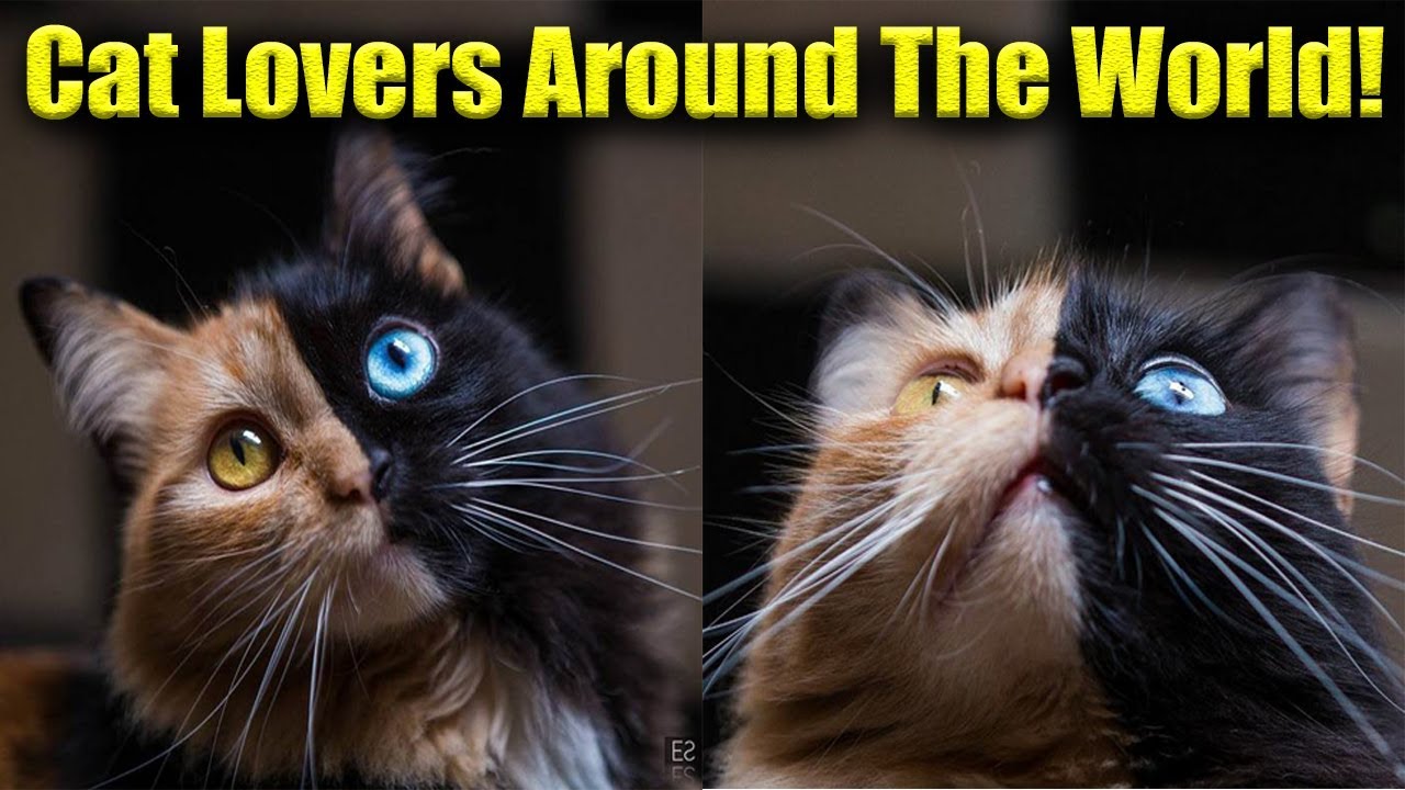 Chimera Cat Split Face Different Eyes - YouTube